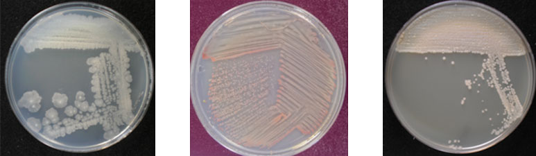 이달의 이슈 농업기술